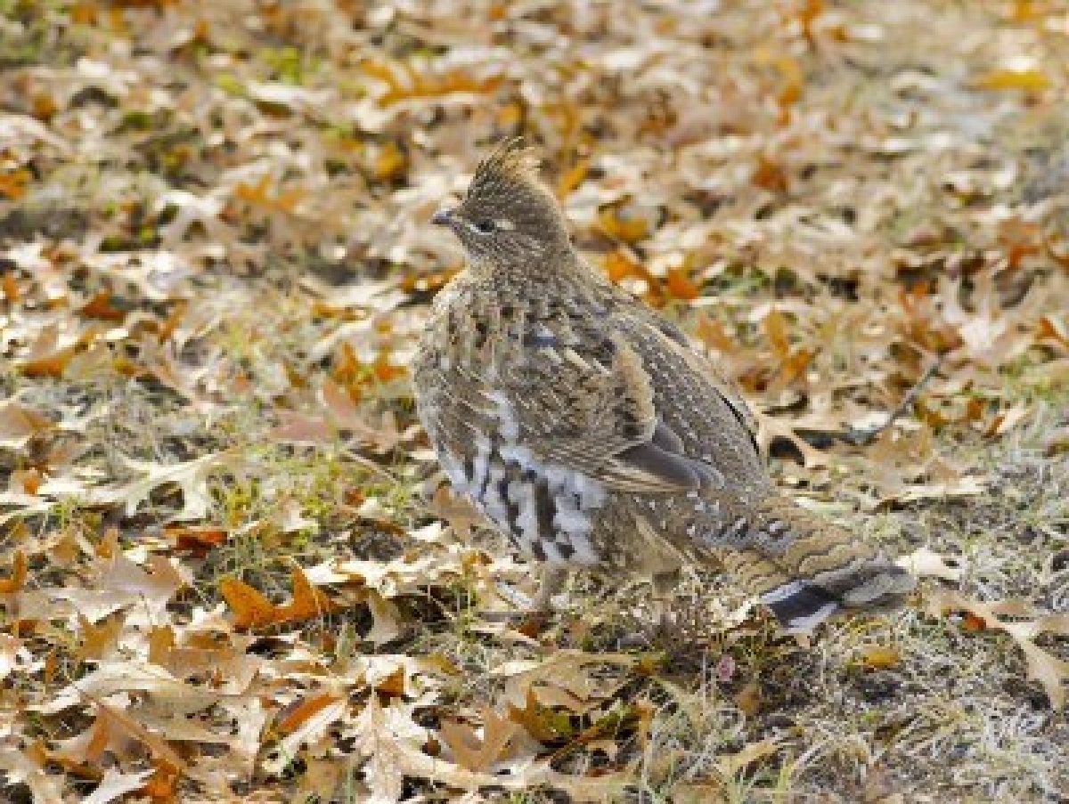 Ruffed Grouse (Partridge) Hunting - Ontario Fishing & Hunting Outfitter ...