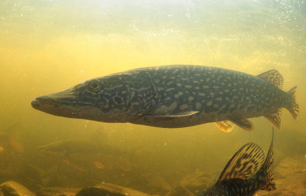 Spooning for Pike - Ontario Fishing & Hunting Outfitter Mini-Sites