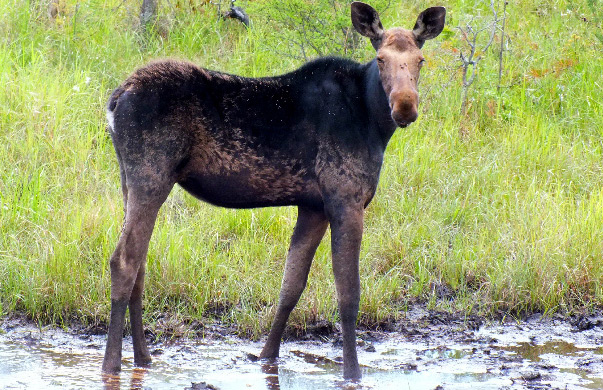 Ontario Trophy Moose Hunting - Ontario Fishing & Hunting Outfitter Mini ...